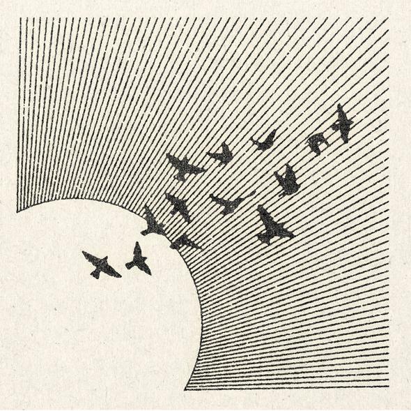 'Mid Air' Print - KESTREL