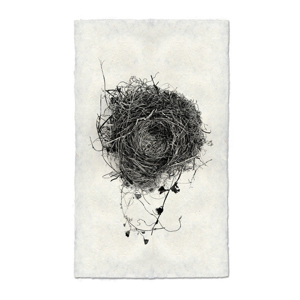 Nest Print #3 - KESTREL